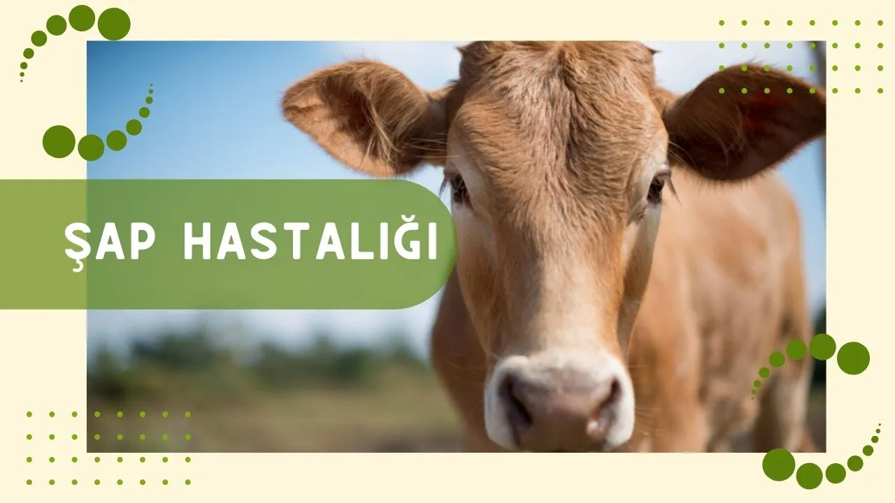 Sığırlarda Şap Hastalığı | VET Medya