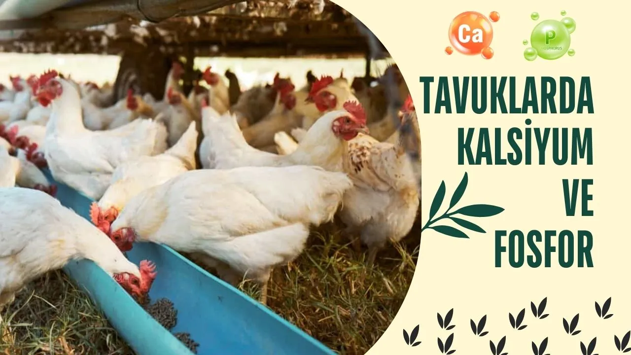 Tavuklarda Kalsiyum ve Fosfor Eksikliği | VET Medya