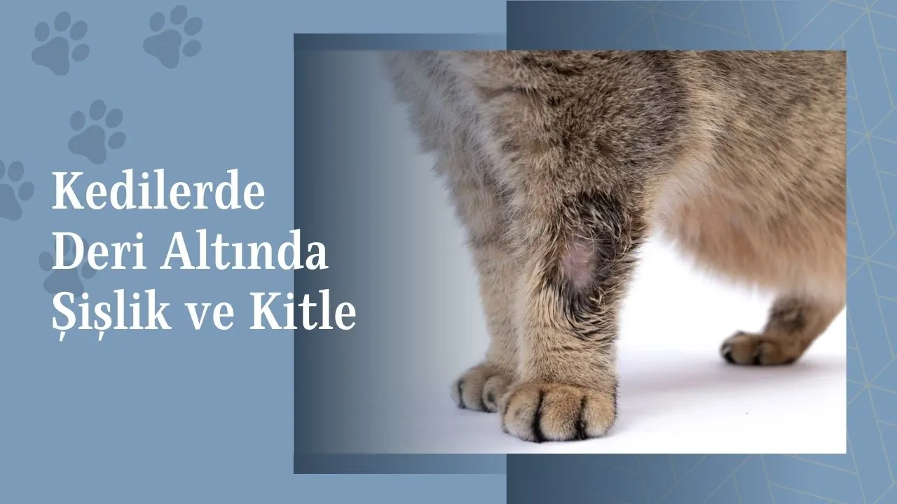 Kedilerde Deri Altında Şişlik ve Kitle | VET Medya